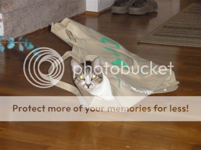 Pets of the UMA: the Beast Corps - Page 10