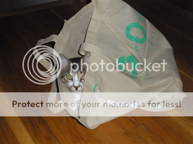 Pets of the UMA: the Beast Corps - Page 10