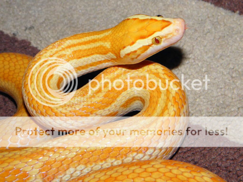 Boaedon Capensis | Reptile Forums