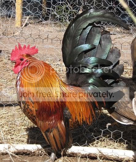 Real Serama Show! 10 cages open! *PRIZE*RESULTS!!!!!!!!!!! | BackYard ...