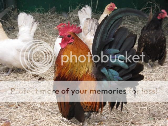 Most Beautiful Poultry - Now Ended ... Results !! | BackYard Chickens ...