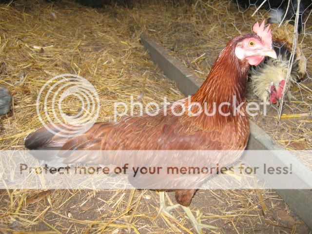 Long tails thread | BackYard Chickens - Learn How to Raise Chickens