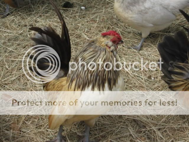 d'anver lovers,discuss the breed and post some pics! | Page 5 ...