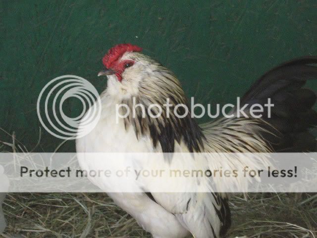 Silver Quail, Porcelain, And White D'anver Bantam Chicks | BackYard ...