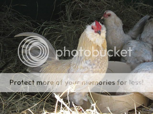 Silver Quail, Porcelain, And White D'anver Bantam Chicks | BackYard ...