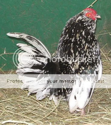 d'anver lovers,discuss the breed and post some pics! | Page 5 ...