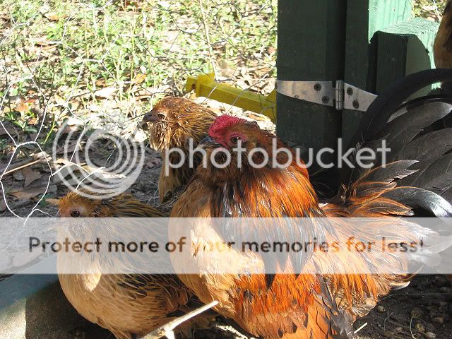 d'anver lovers,discuss the breed and post some pics! | Page 5 ...