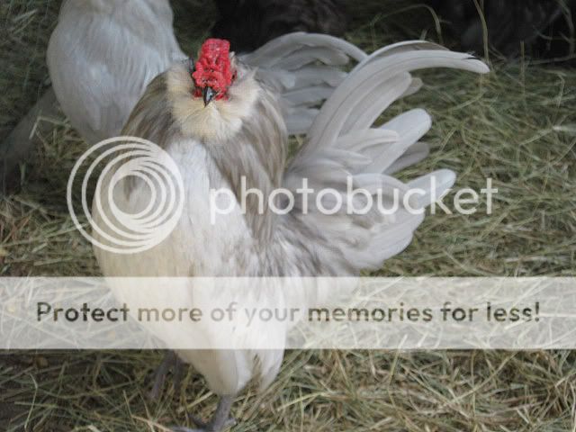 d'anver lovers,discuss the breed and post some pics! | Page 5 ...