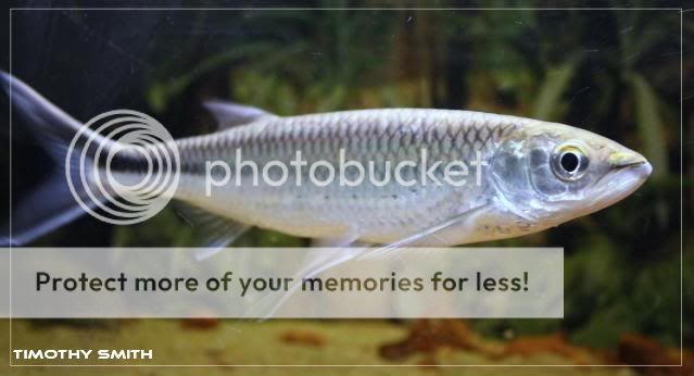 All fish must go | Tropical Aquariums SA