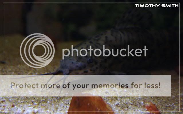 Catfish - The Basics | Tropical Aquariums SA