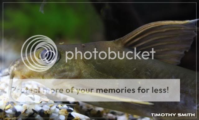 Catfish - The Basics | Tropical Aquariums SA