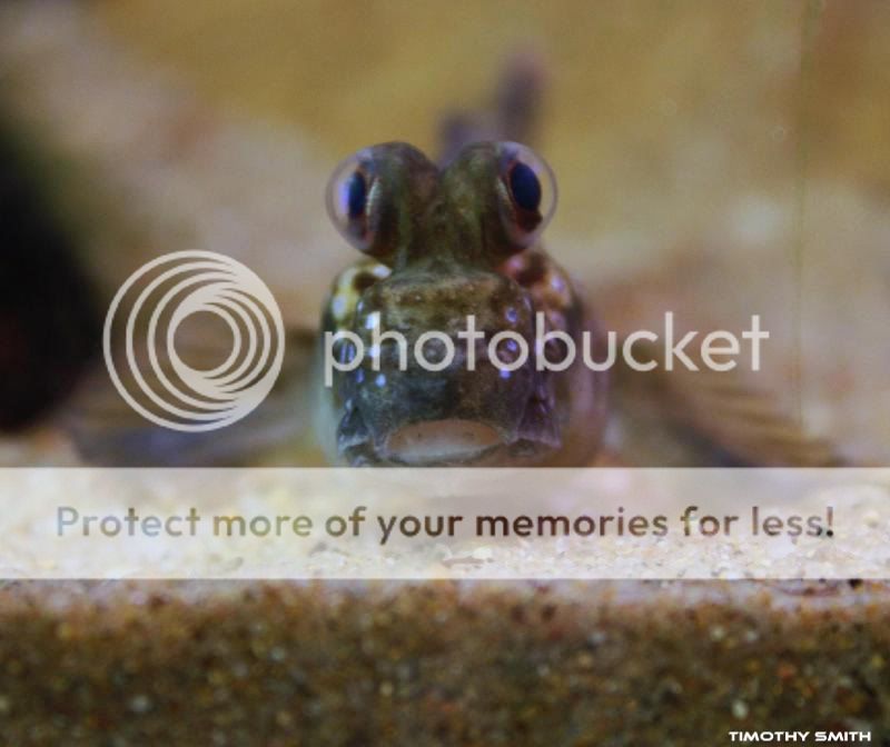 Brackish Water - an introduction and guide | Tropical Aquariums SA