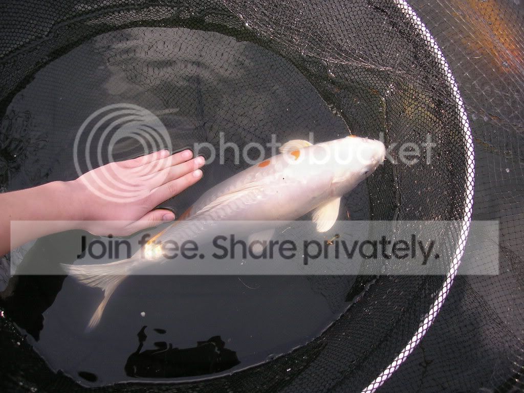 What is this fish?