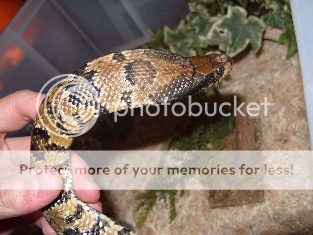 false water cobra | Reptile Forums