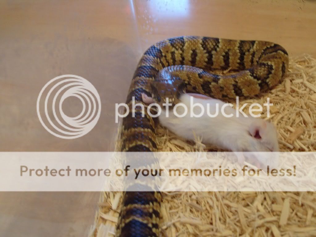 Rear fanged snakes | Reptile Forums