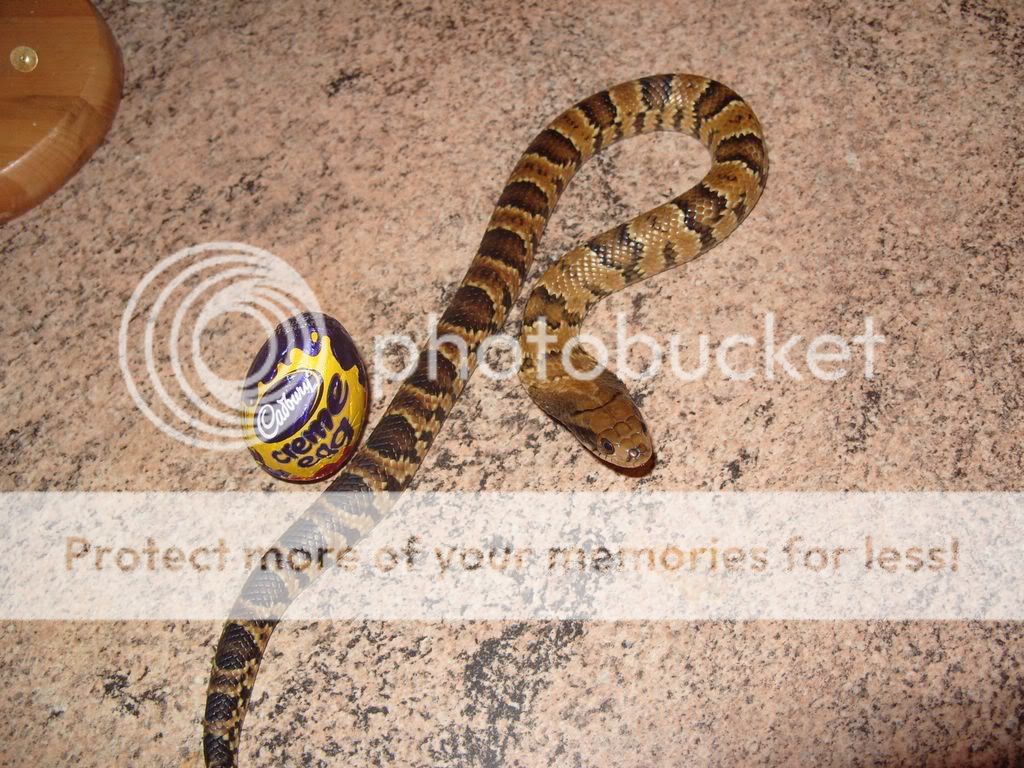 Hydrodynastes Gigas (False Water Cobras) | Reptile Forums