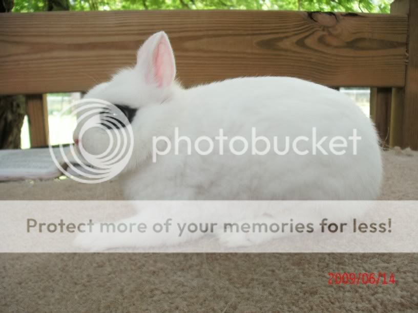 For Sale | 6th Day Rabbitry: Rabbits in Ohio