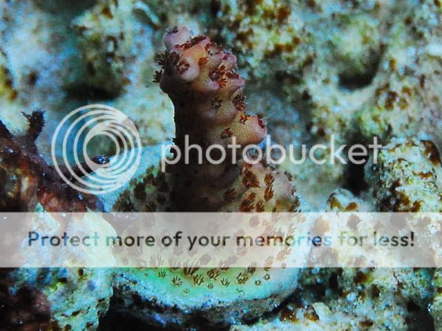 PC Rainbow Acro | Reef2Reef