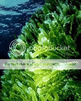 Algae Can Stop Global Warming | the seed